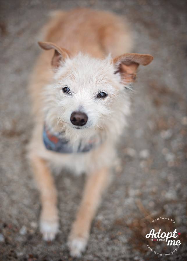 Mr.Buttons – Twyla's Friends