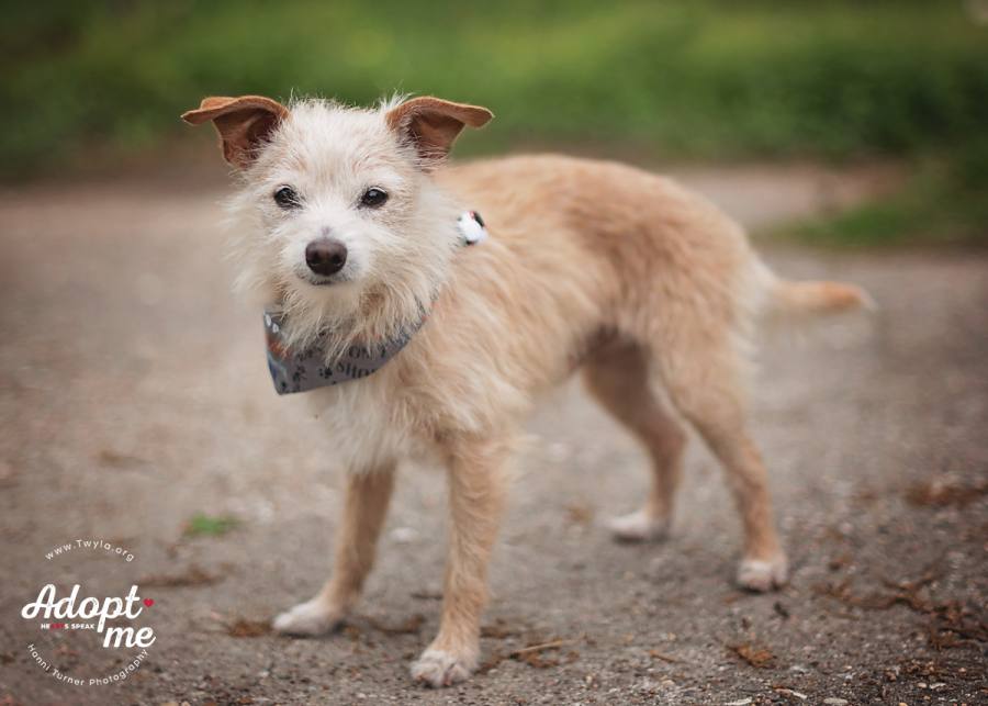 Mr.Buttons – Twyla's Friends