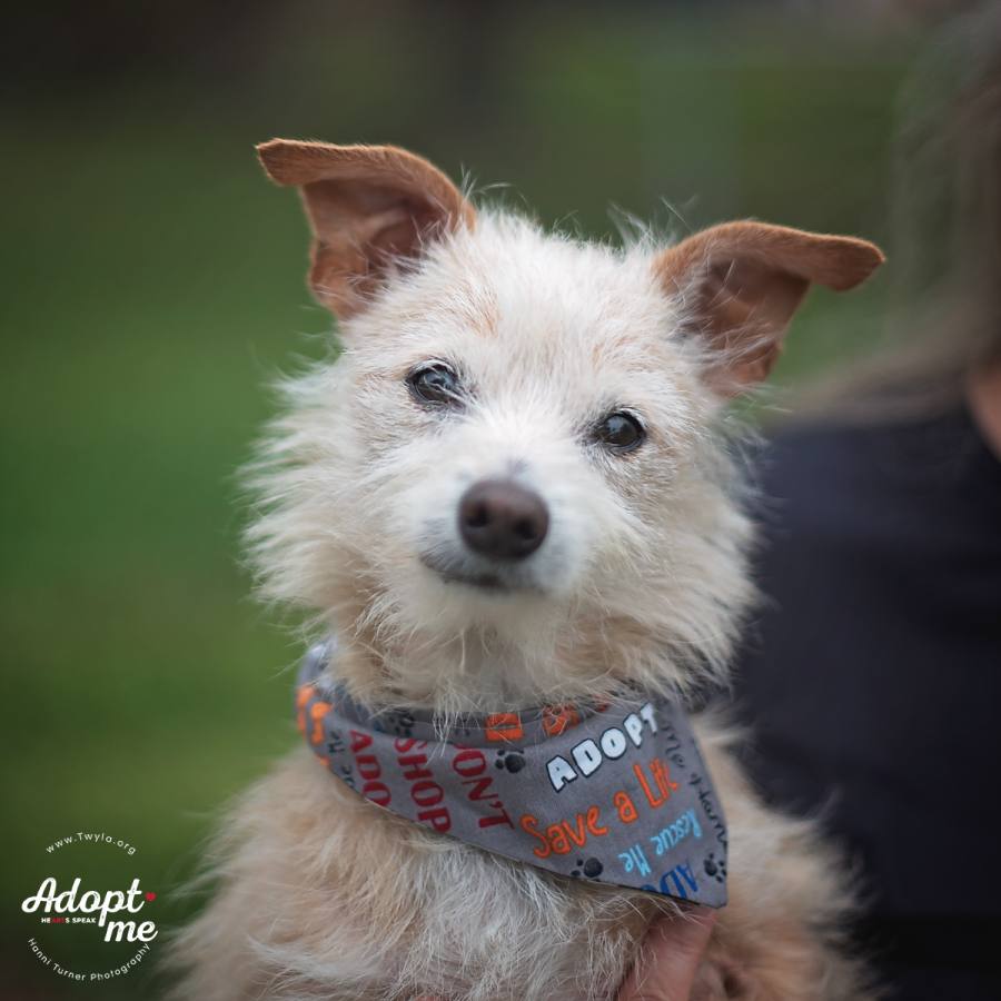 Mr.Buttons – Twyla's Friends